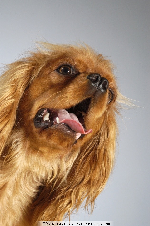 宠物狗图片10图片_动物昆虫_自然风景-图行天下素材网