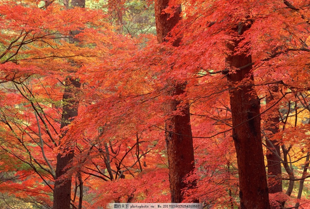 红枫叶图片_花草树木_自然风景-图行天下素材网