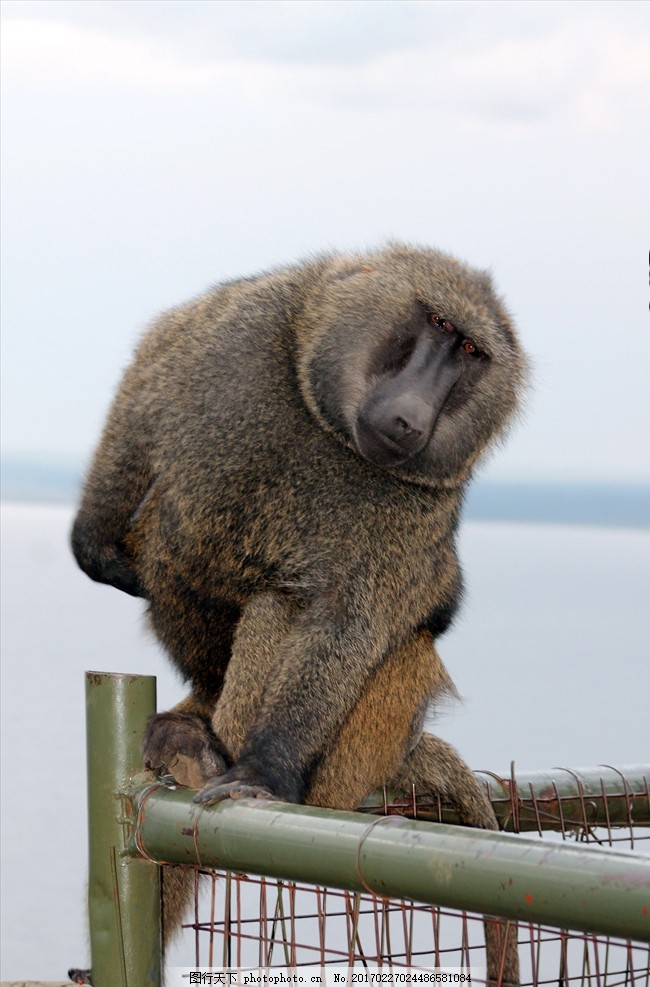 狒狒图片_动物昆虫_自然风景-图行天下素材网